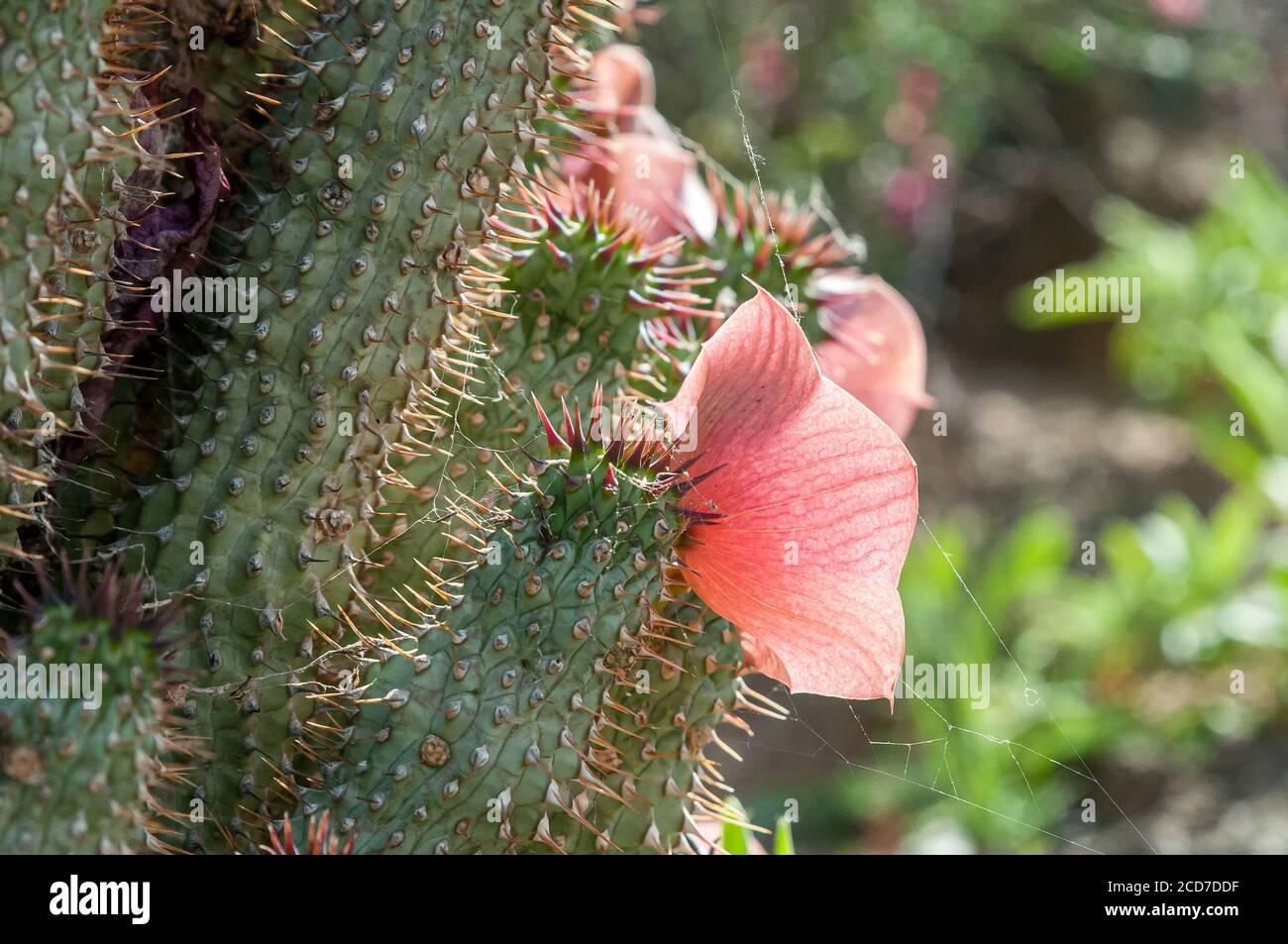 Hoodia gordonii hi-res stock photography and images - Alamy