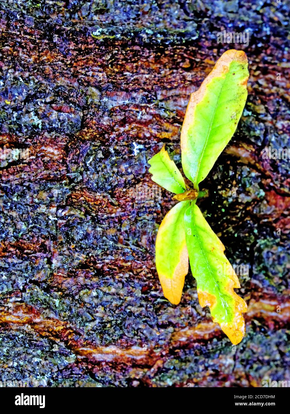 Green butterfly wing shaped leaves on a brown resin soaked tree bark ...