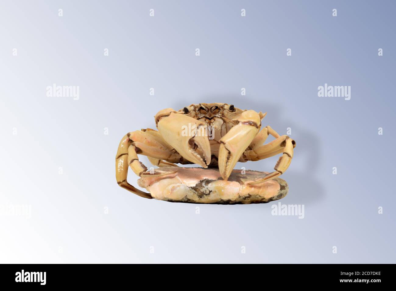 Crab skeleton isolated on white and blue gradient background Stock ...
