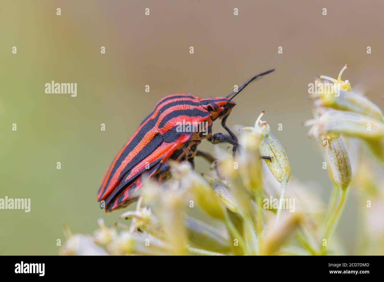 a Small beetle insect on a plant in the meadows Stock Photo - Alamy