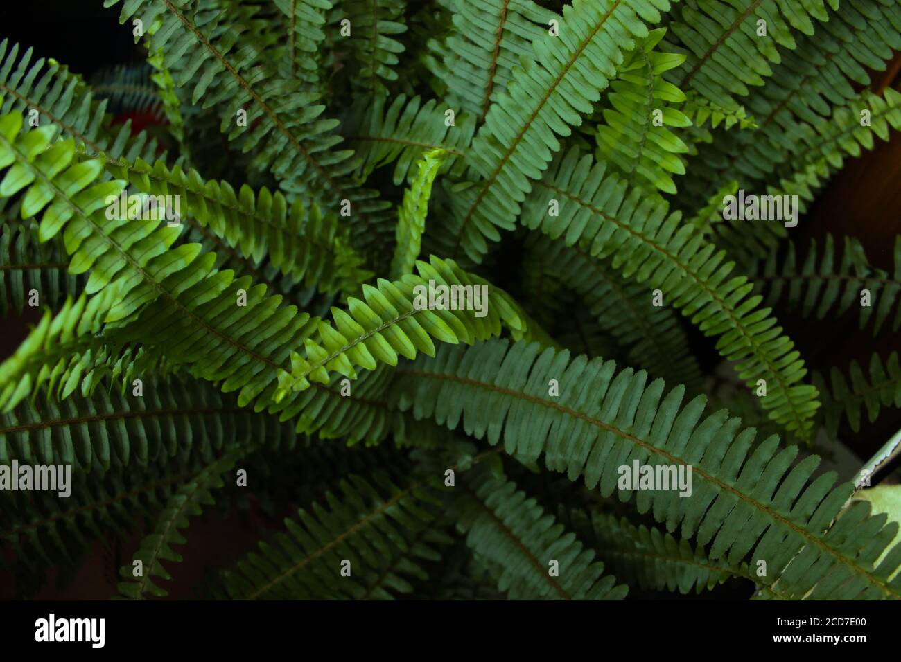 Fern swirl hi-res stock photography and images - Alamy