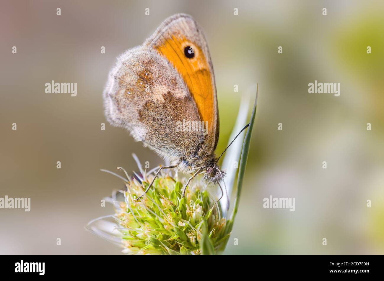 Meadows butterfly hi-res stock photography and images - Alamy