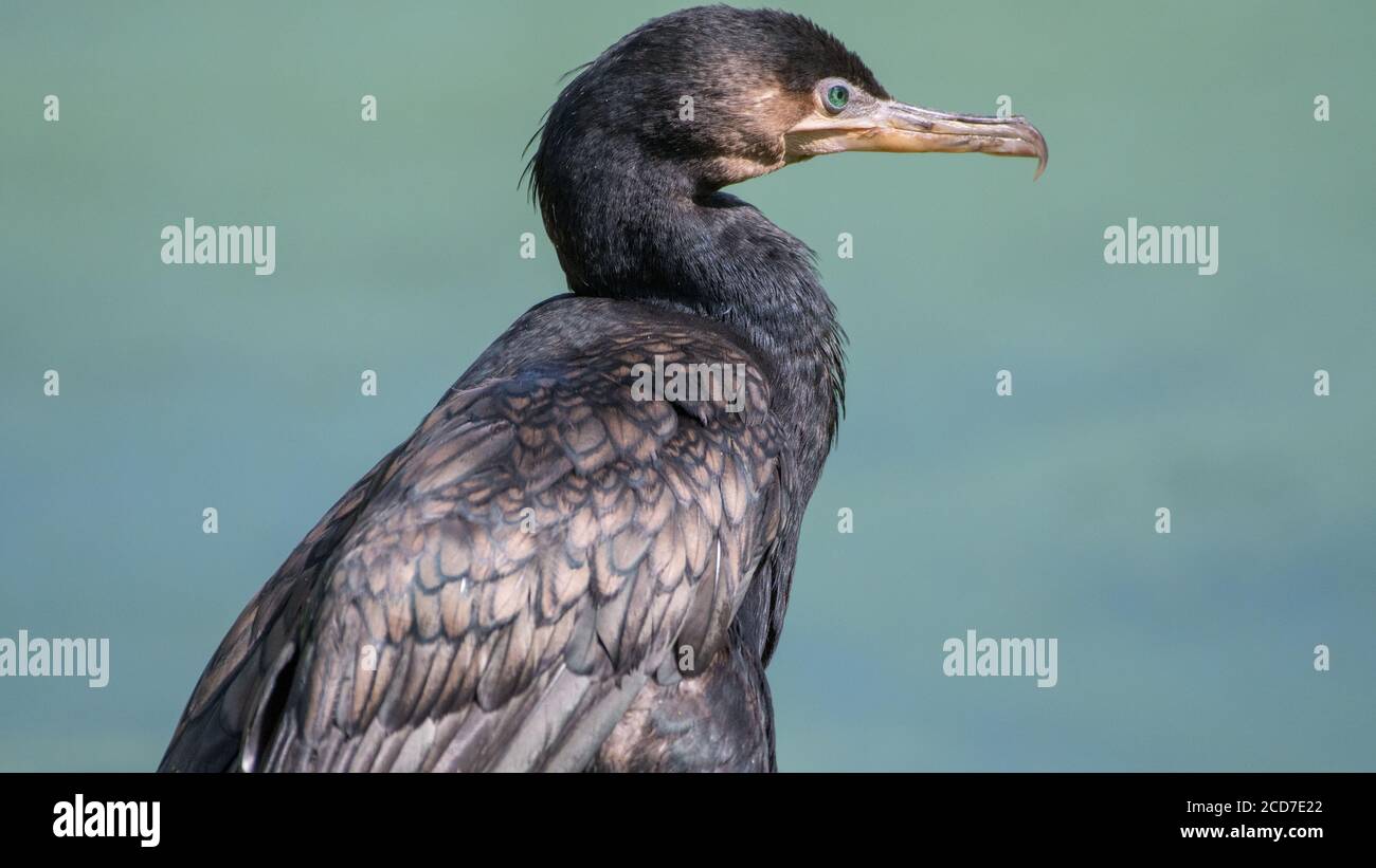 Portrait great cormorant hi-res stock photography and images - Alamy