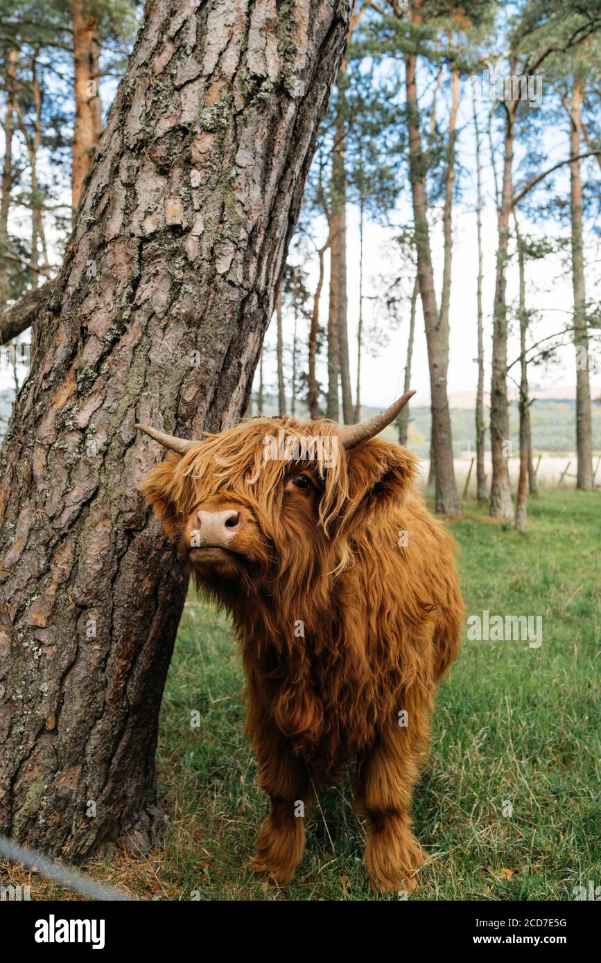SCOTLAND, UNITED KINGDOM - Sep 06, 2018: Scottish Highlands Cow came to ...