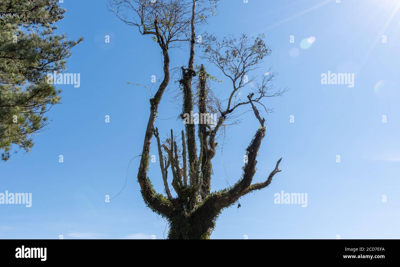 Rural landscape in southern Brazil. A dry tree taken by weeds in ...