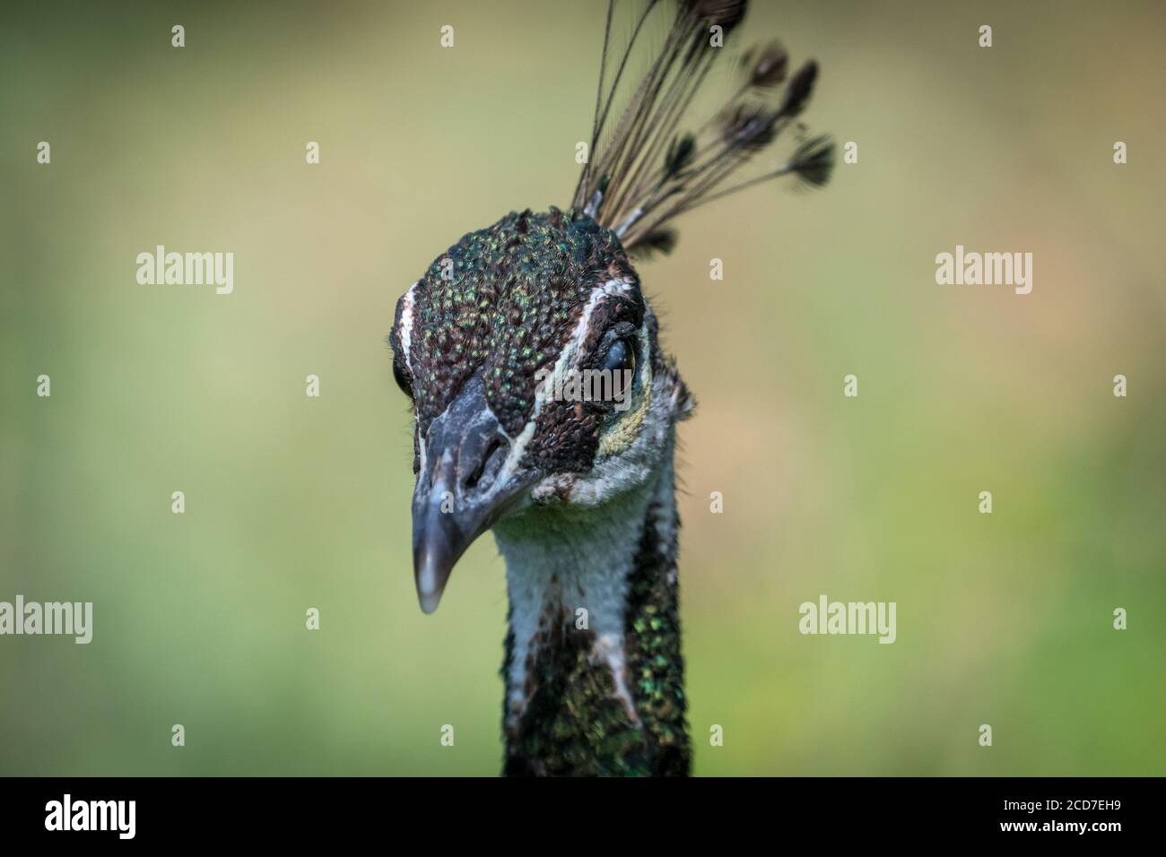 Single peacock feather hi-res stock photography and images - Alamy