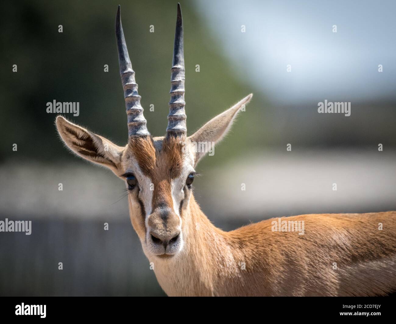 Gazelle portrait hi-res stock photography and images - Alamy