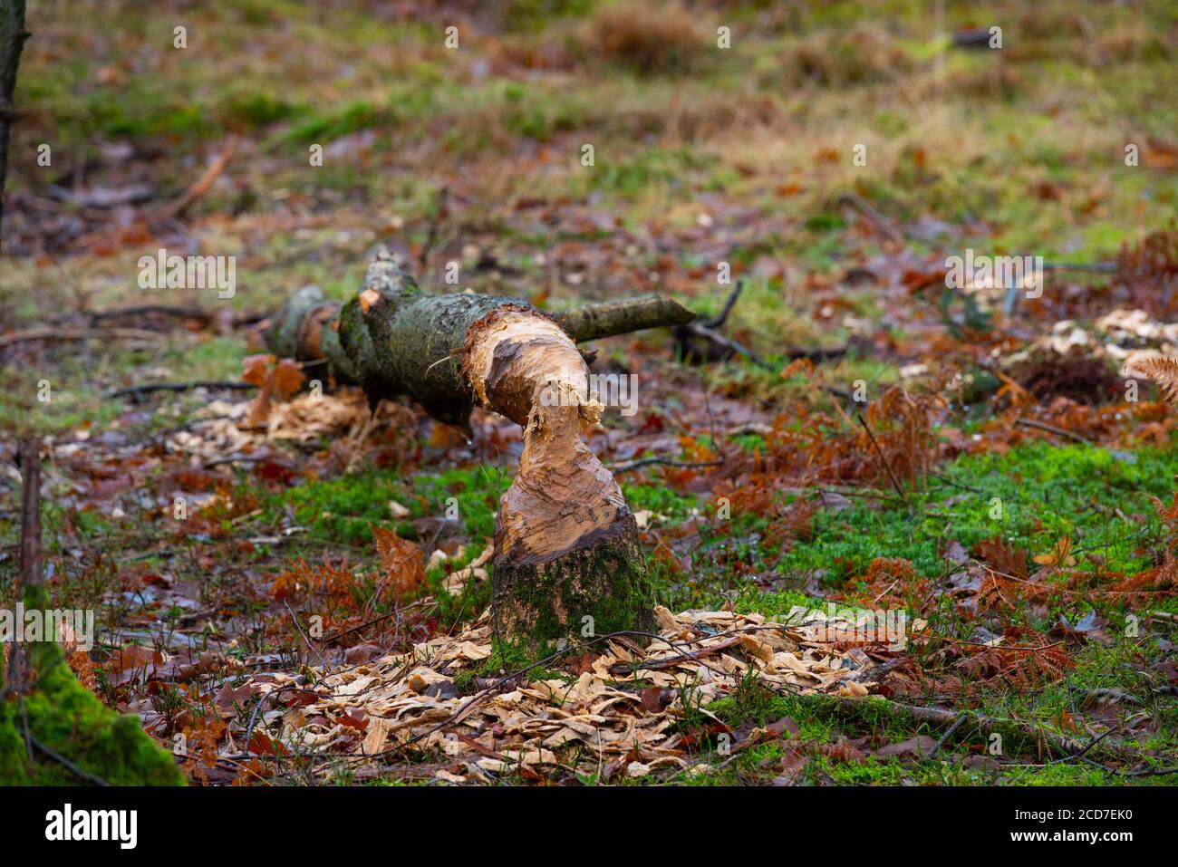 A tree having been cut down by a beaver Stock Photo - Alamy