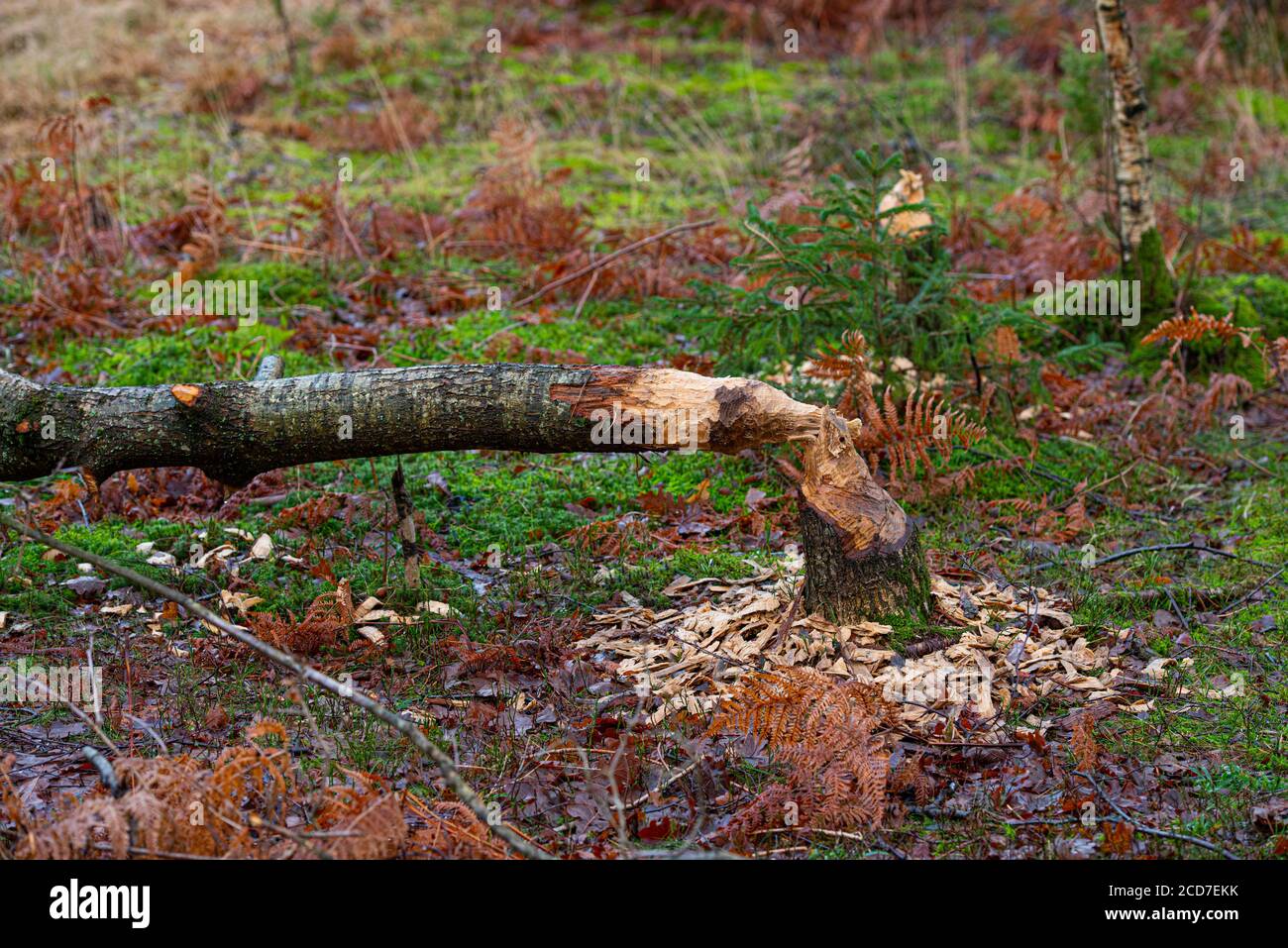 A tree having been cut down by a beaver Stock Photo - Alamy