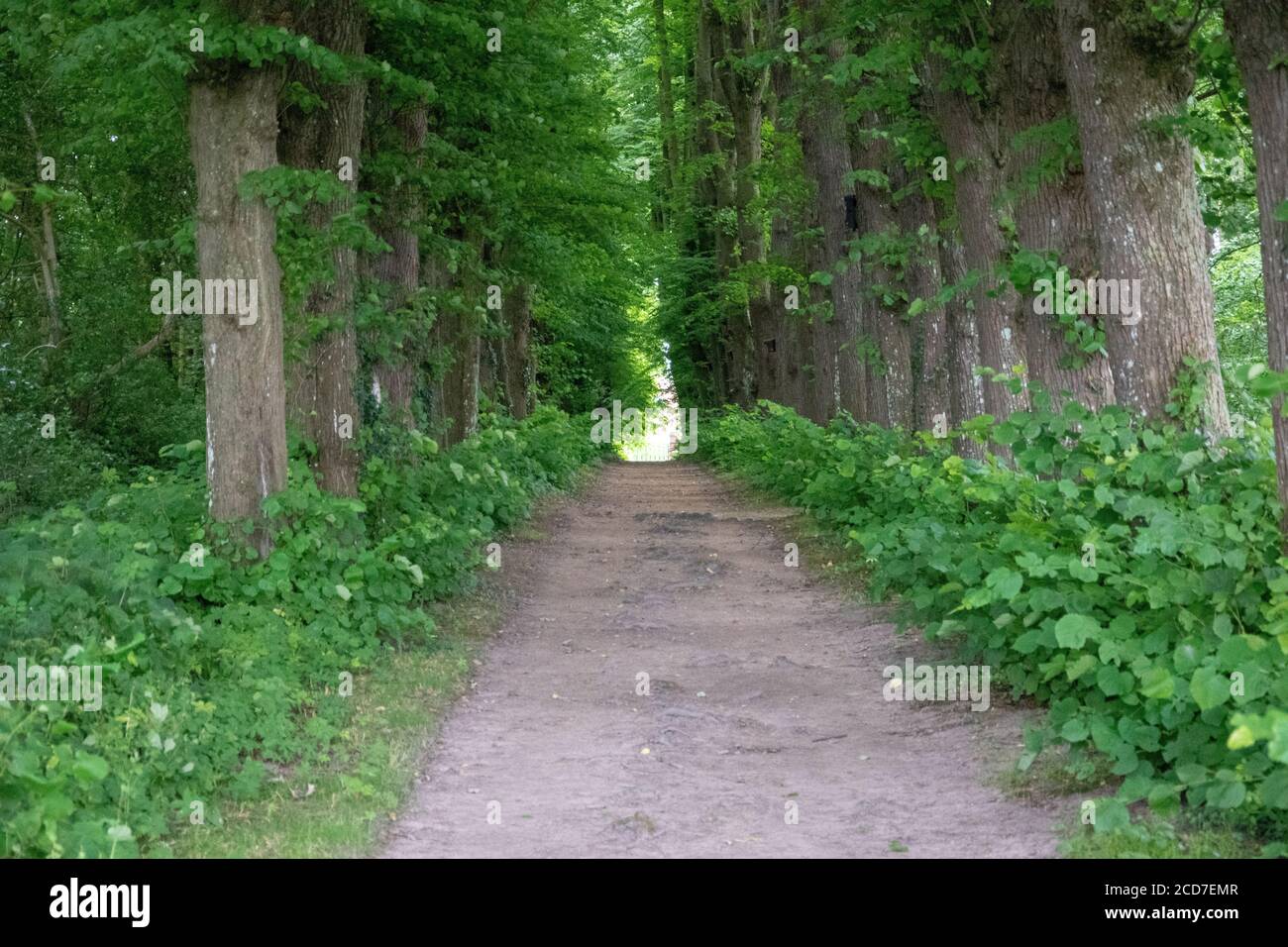Eye-level shot of a pathway in a forest Stock Photo - Alamy