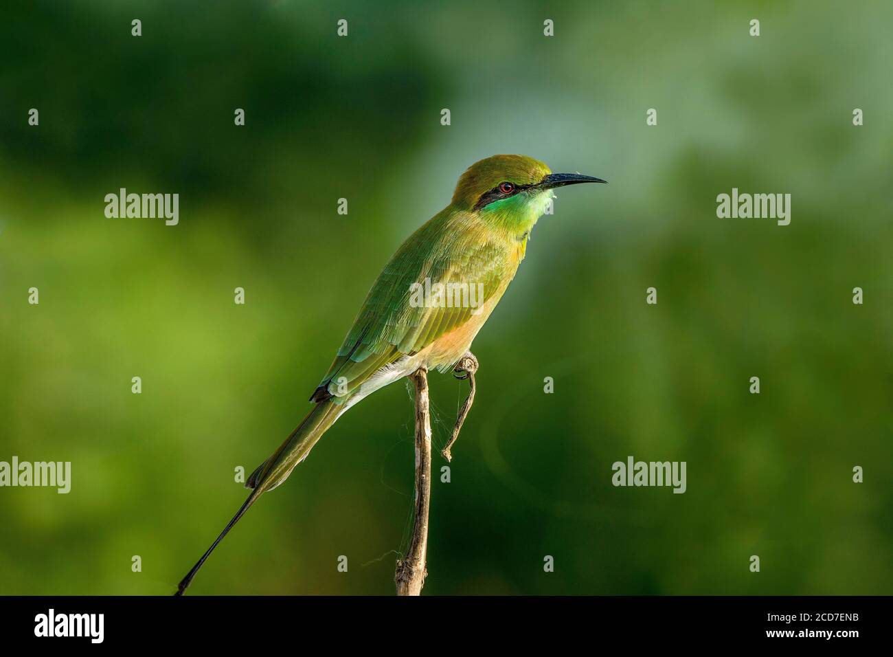 bee eaters in wildlife Stock Photo - Alamy