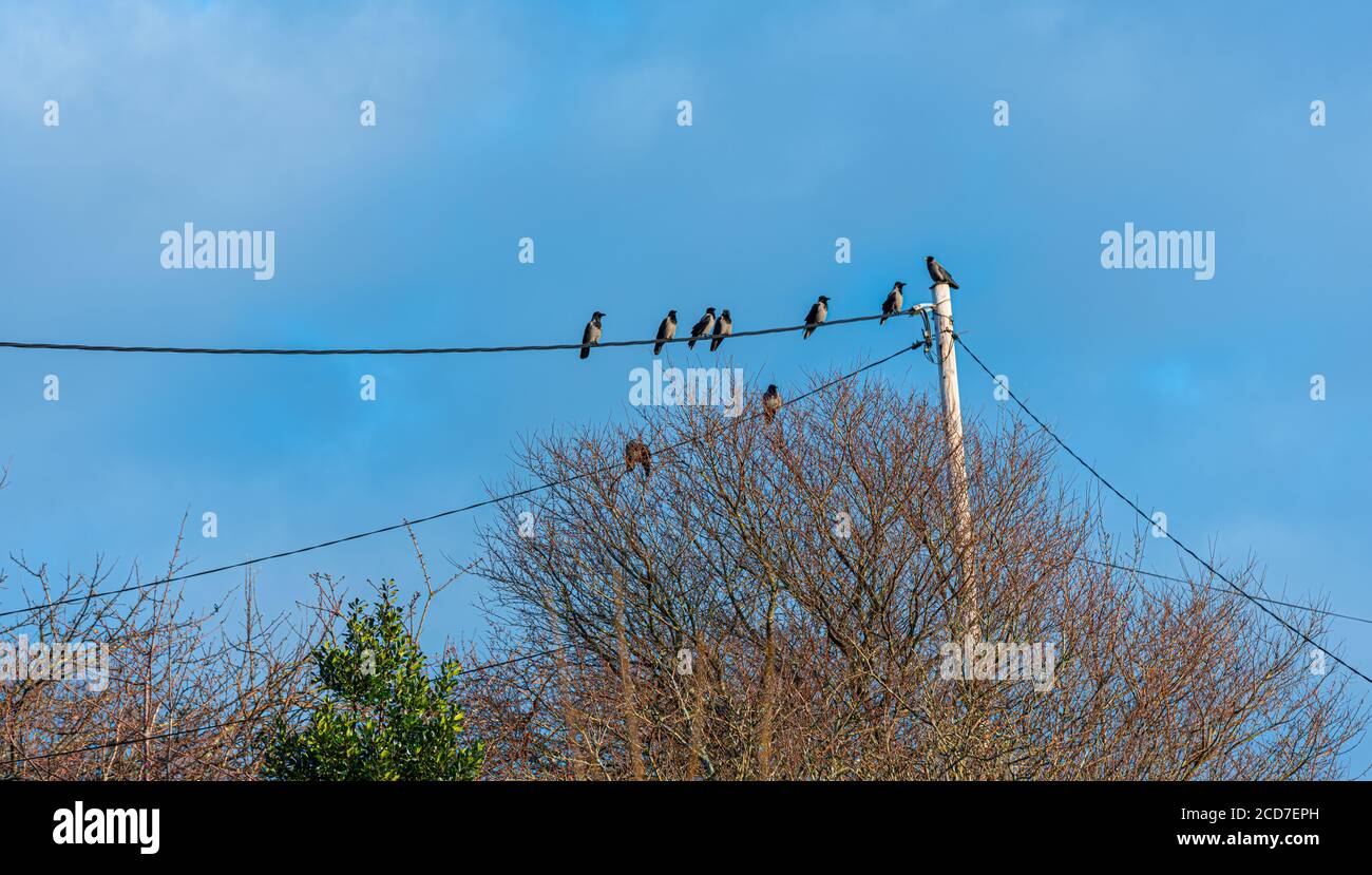 Gang of hooded crows, Corvus corone cornix, on a power line Stock Photo ...