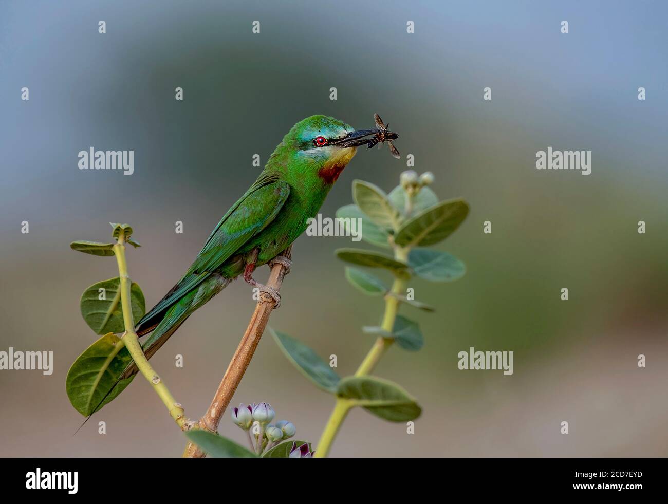 bee eaters in wildlife Stock Photo - Alamy
