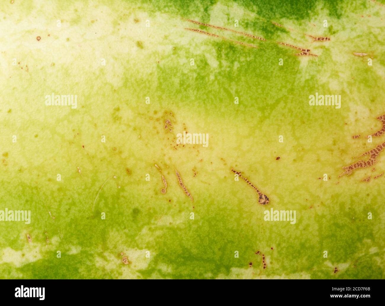green striped watermelon texture, full frame, close up Stock Photo - Alamy