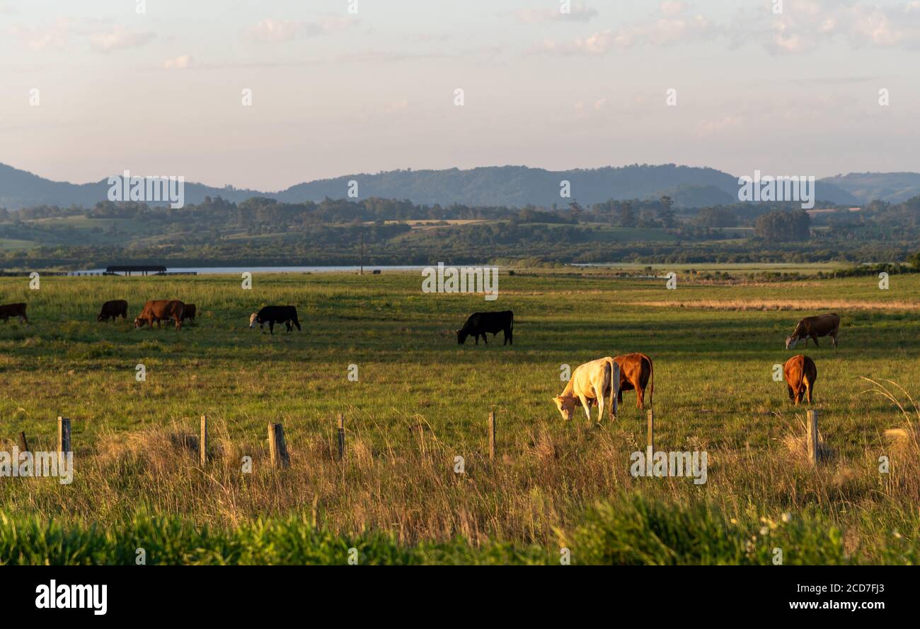 Extensive livestock farming farm in southern Brazil. Countryside in the ...