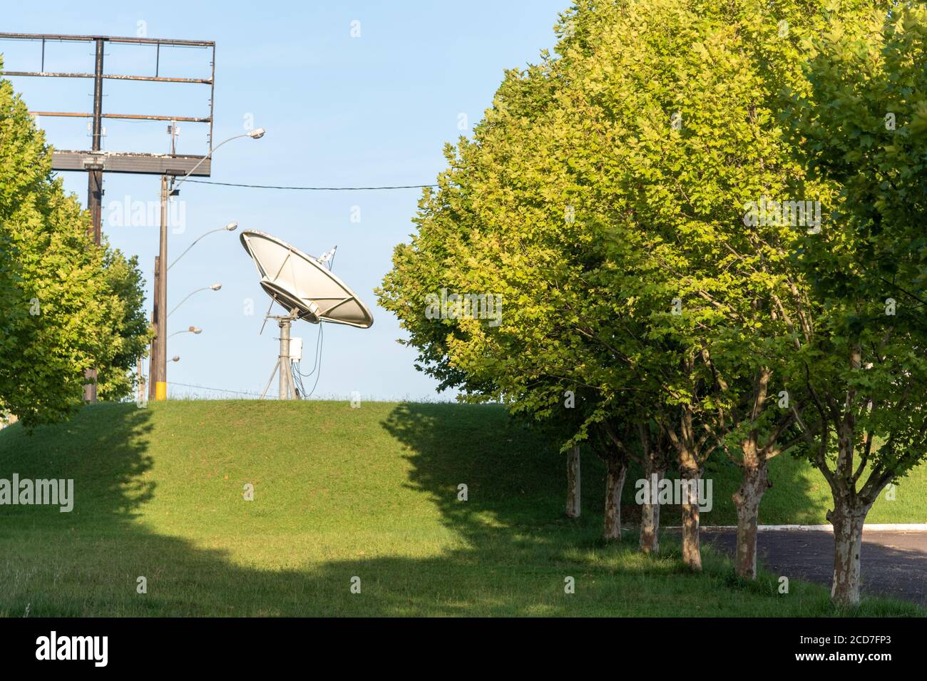 The plantains are trees of the genus Platanus, of the family ...