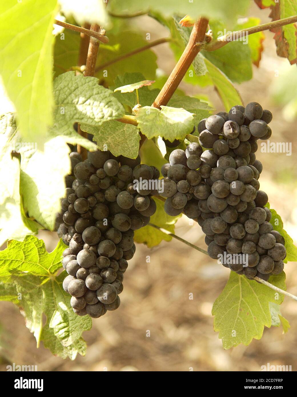 Vineyard champagne sunlight hi-res stock photography and images - Alamy