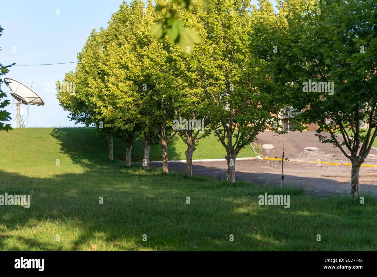 The plantains are trees of the genus Platanus, of the family ...