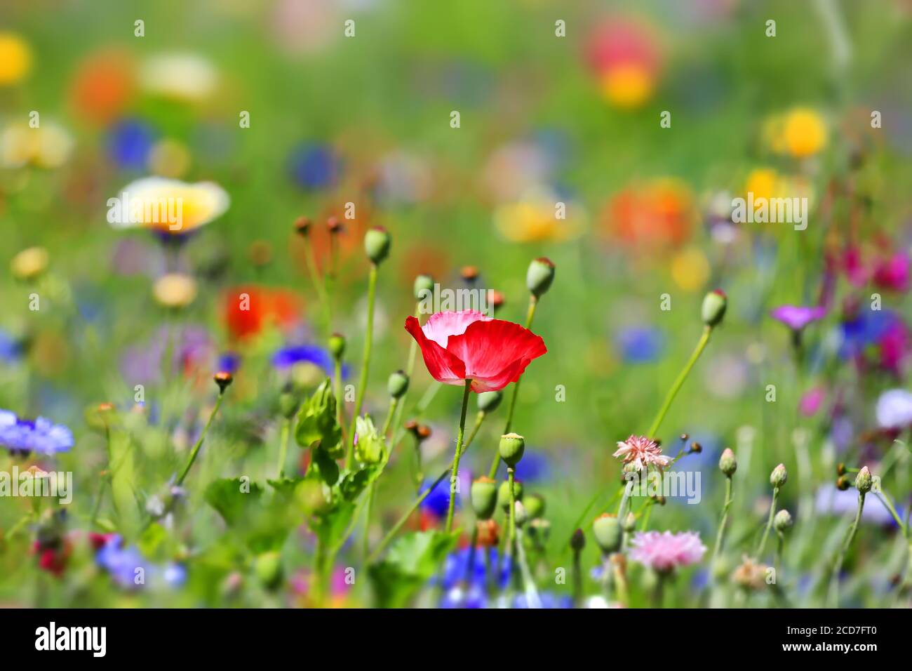 beautiful natural colorful flower meadow Stock Photo - Alamy