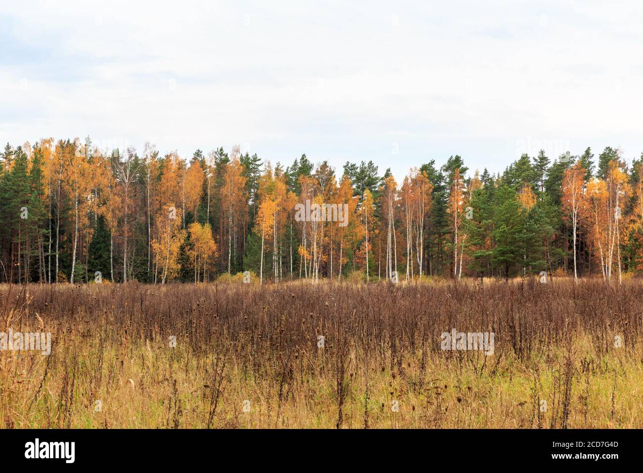 Autumn pine forest and yellow golden deciduous trees, panorama Stock ...