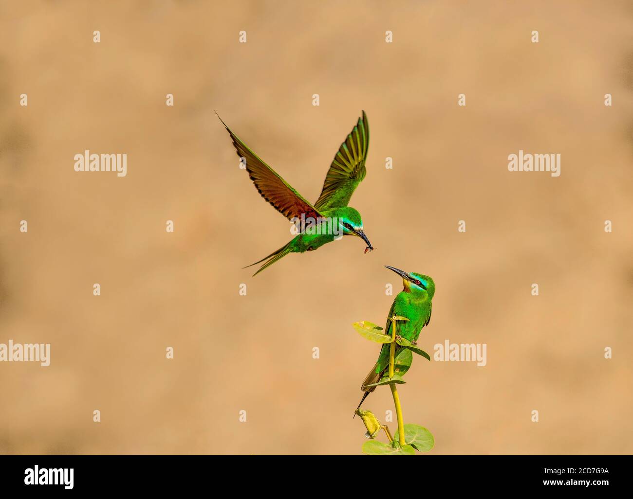 bee eaters in wildlife Stock Photo - Alamy