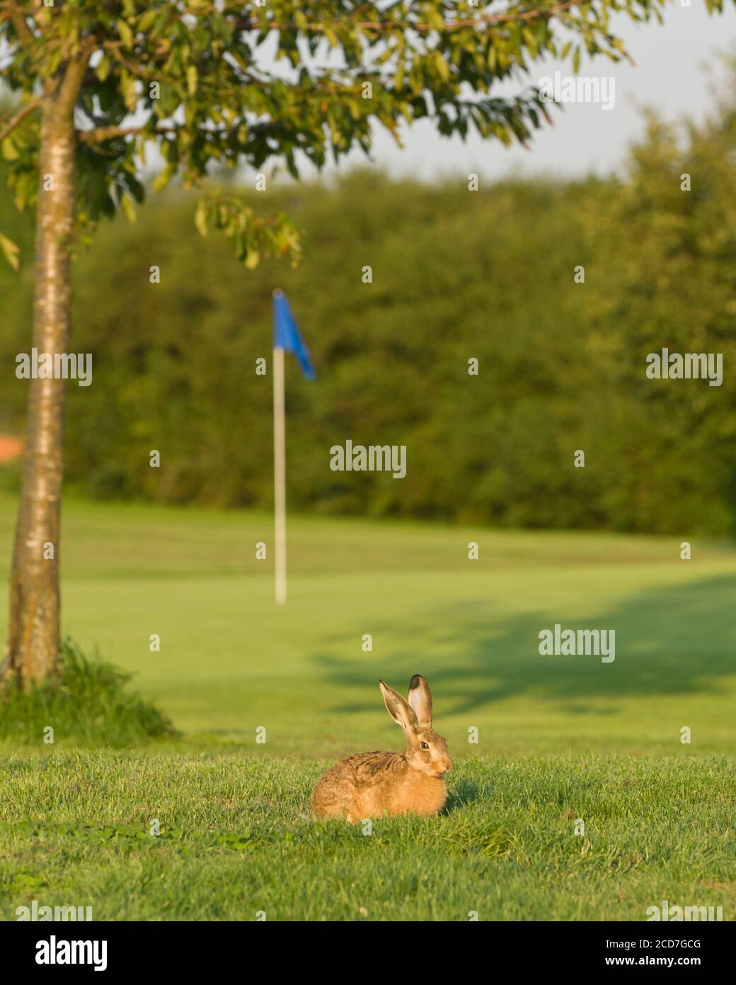 Golf Rabbit High Resolution Stock Photography and Images - Alamy