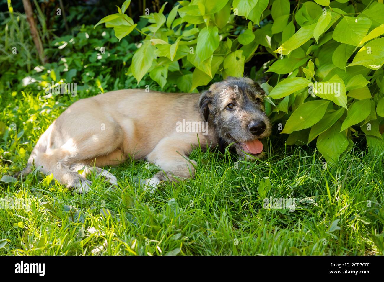 A beautiful brown irish wolfhound with nice expression in head in a ...