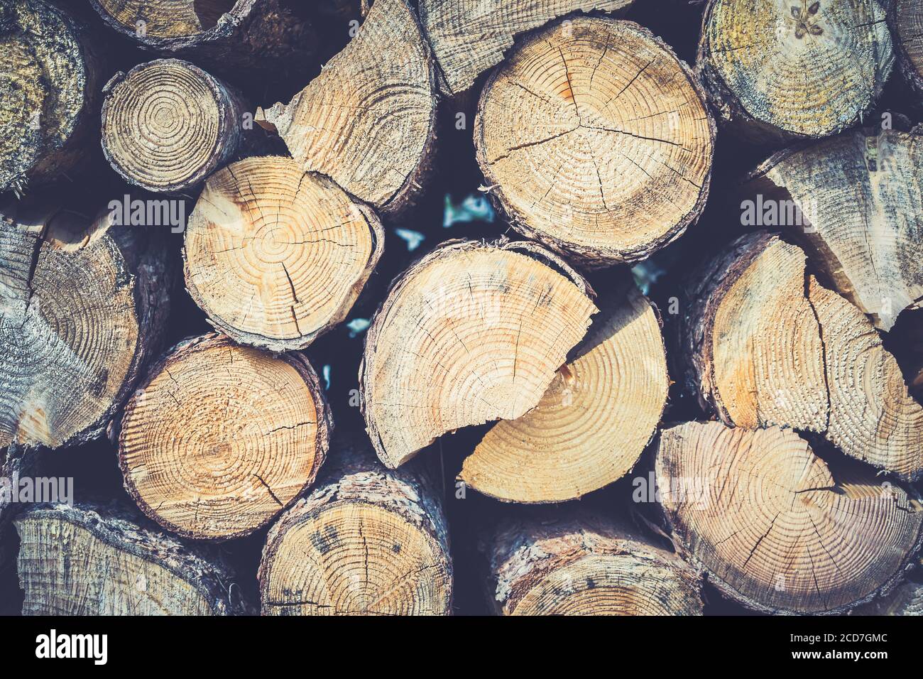 Closeup shot chopped tree hi-res stock photography and images - Alamy