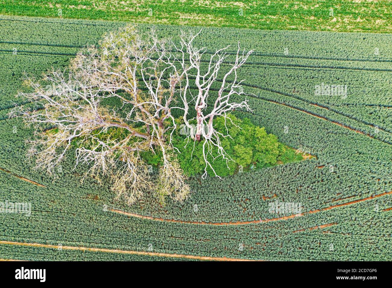 Field from a birds eye view hi-res stock photography and images - Alamy