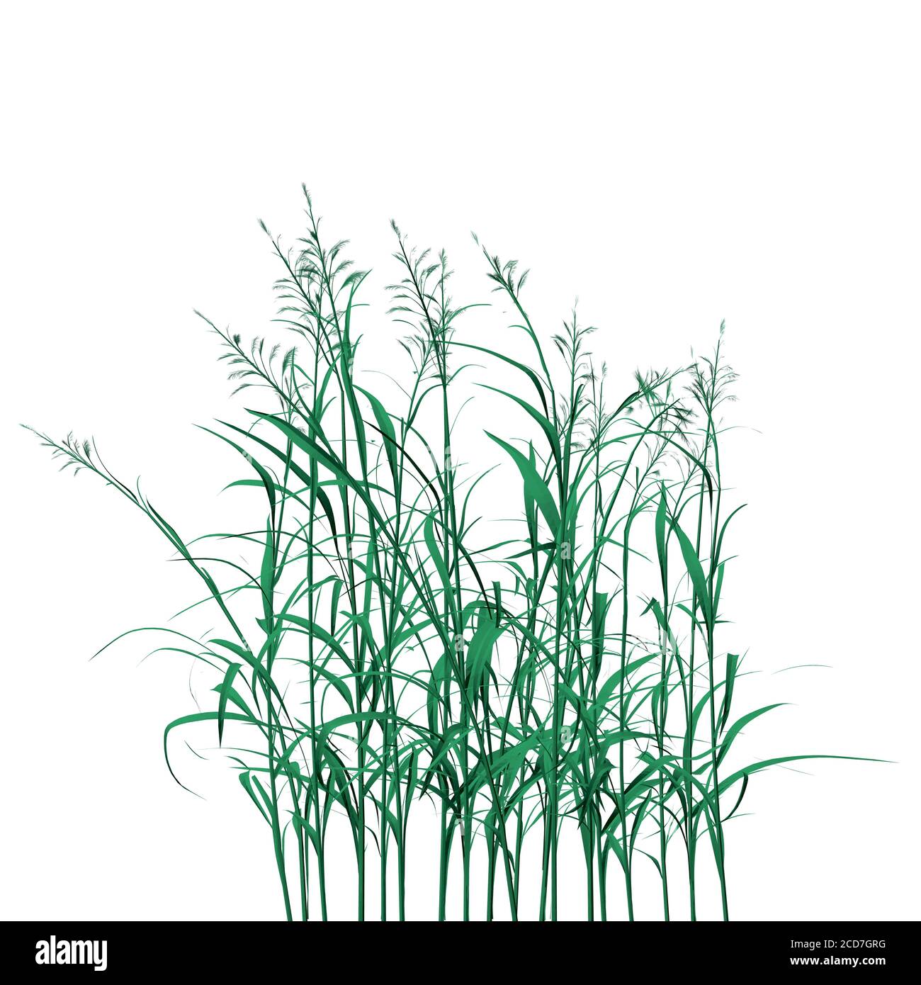 Green detailed grass isolated on white background. 3D. Vector ...