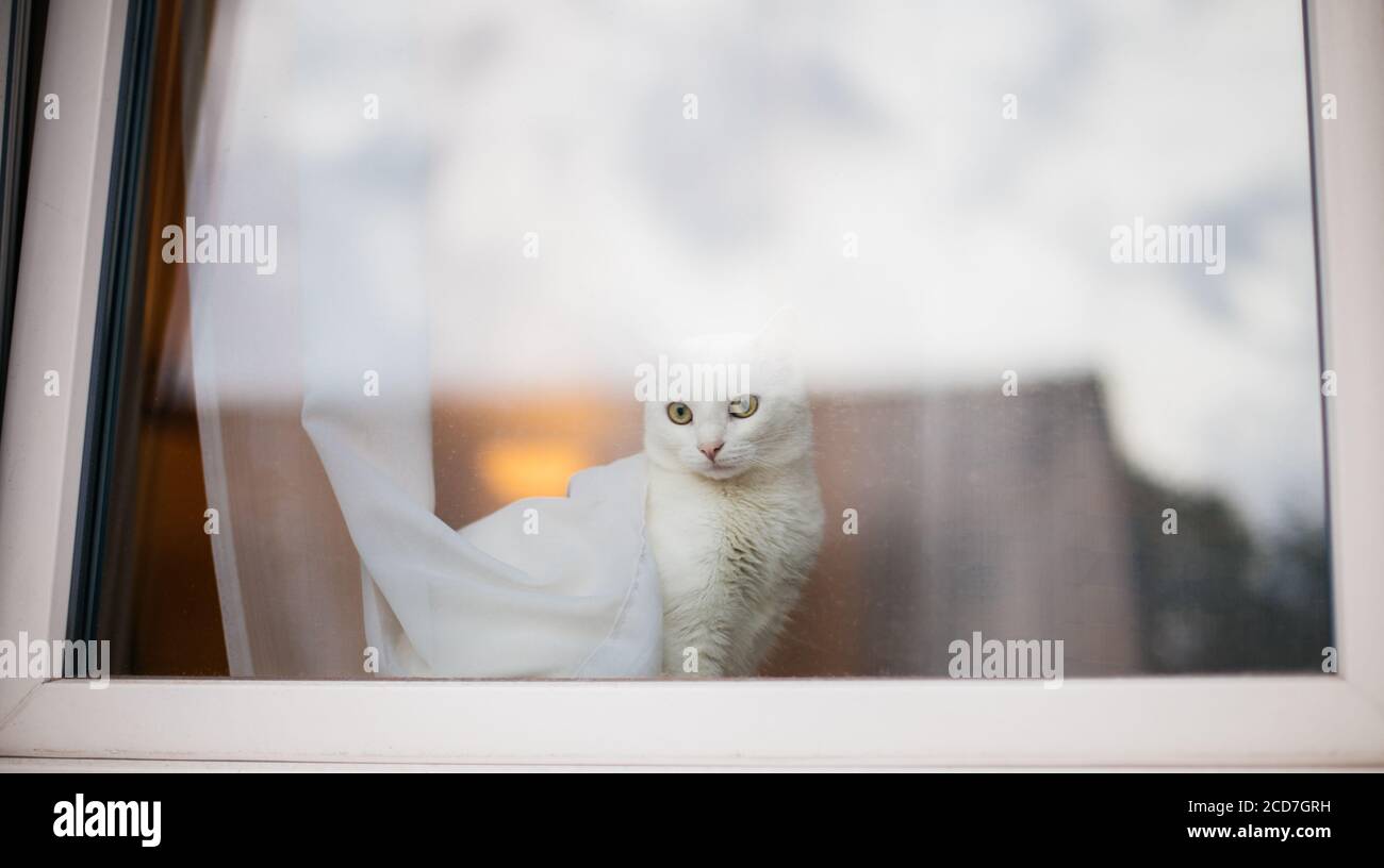 White cat looking out of window Stock Photo - Alamy