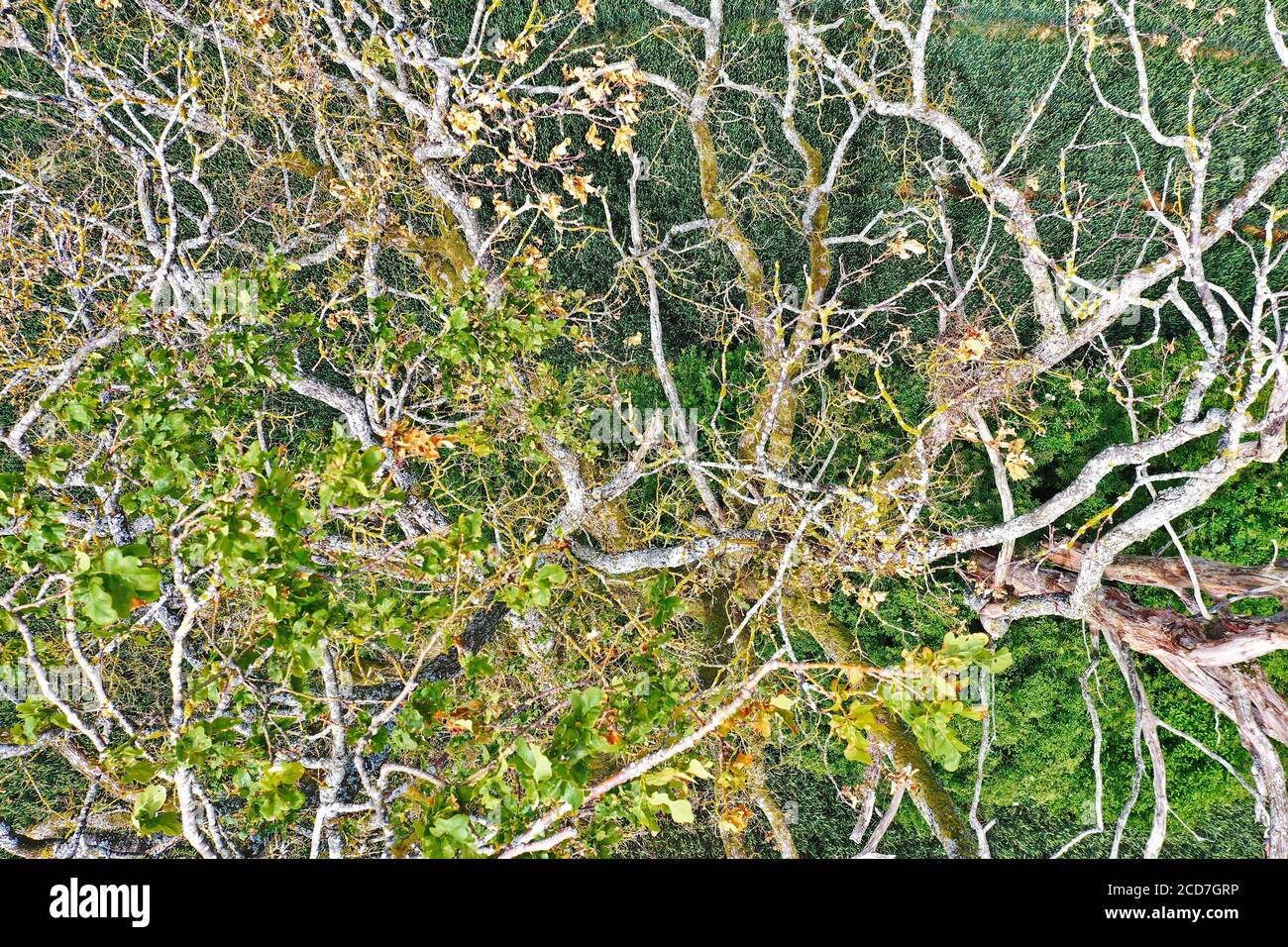 dead tree in a field from above Stock Photo - Alamy
