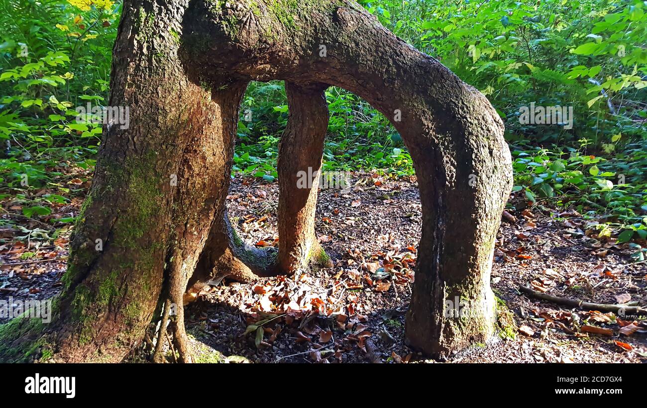 branched tree root in the forest Stock Photo - Alamy