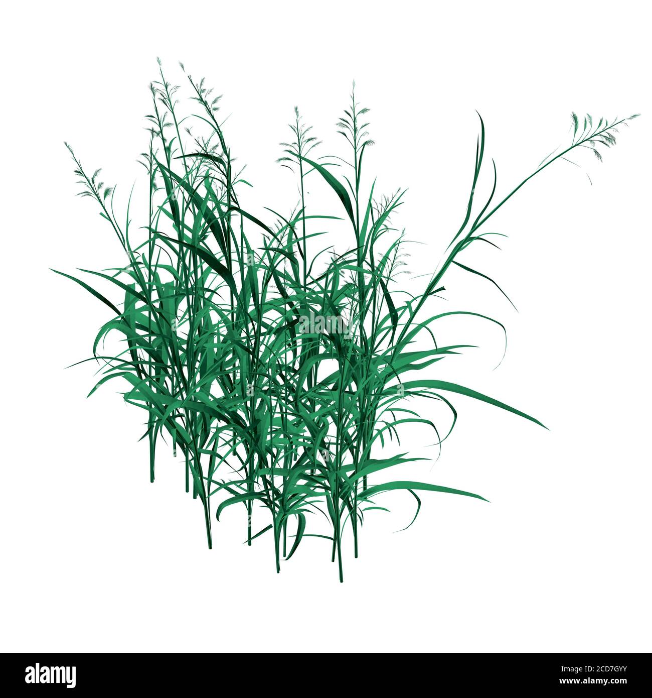 Green detailed grass isolated on white background. Isometric view. 3D ...