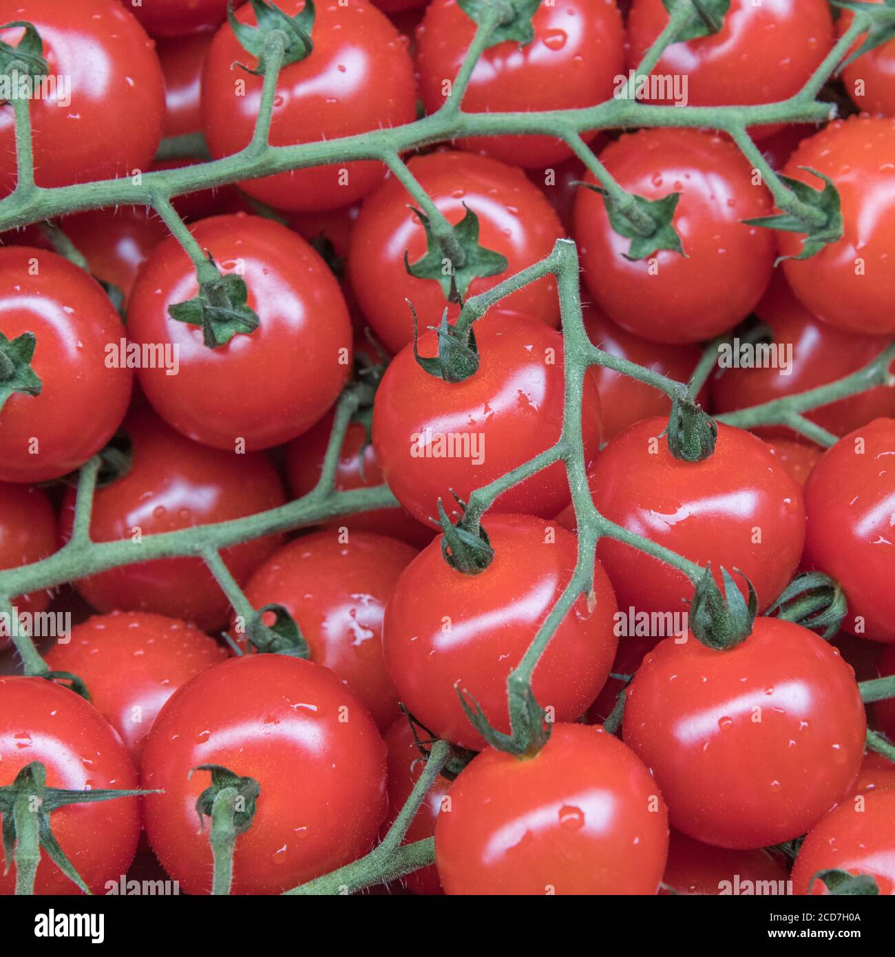 Solanum lycopersicum var cerasiforme hi-res stock photography and ...