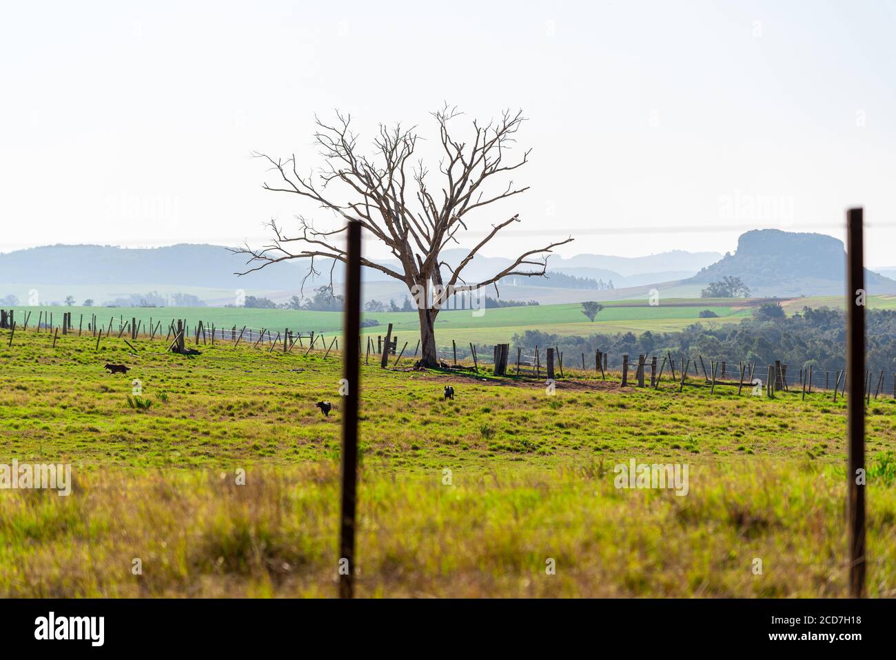 Rural landscape of the south american pampas on the borders of brazil ...