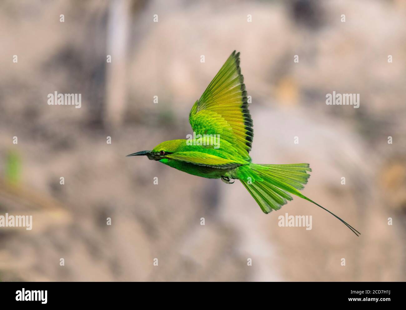 bee eaters in wildlife Stock Photo - Alamy