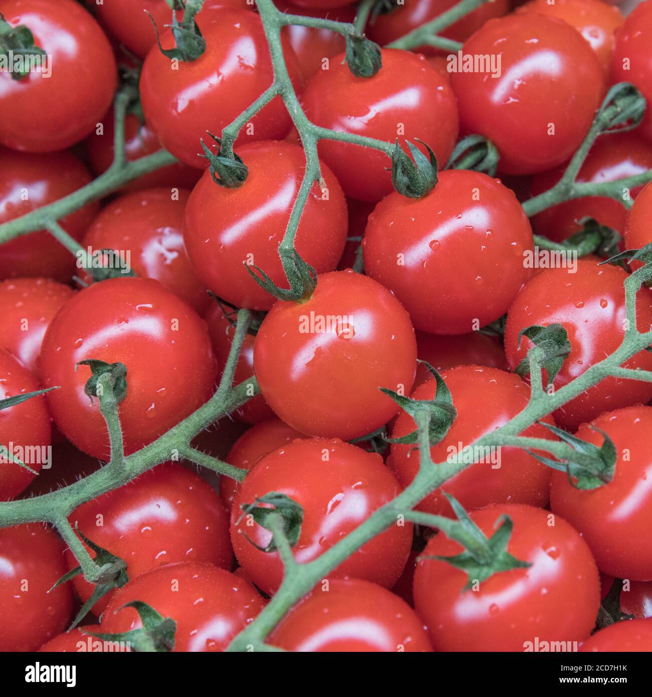 Solanum lycopersicum var cerasiforme hi-res stock photography and ...