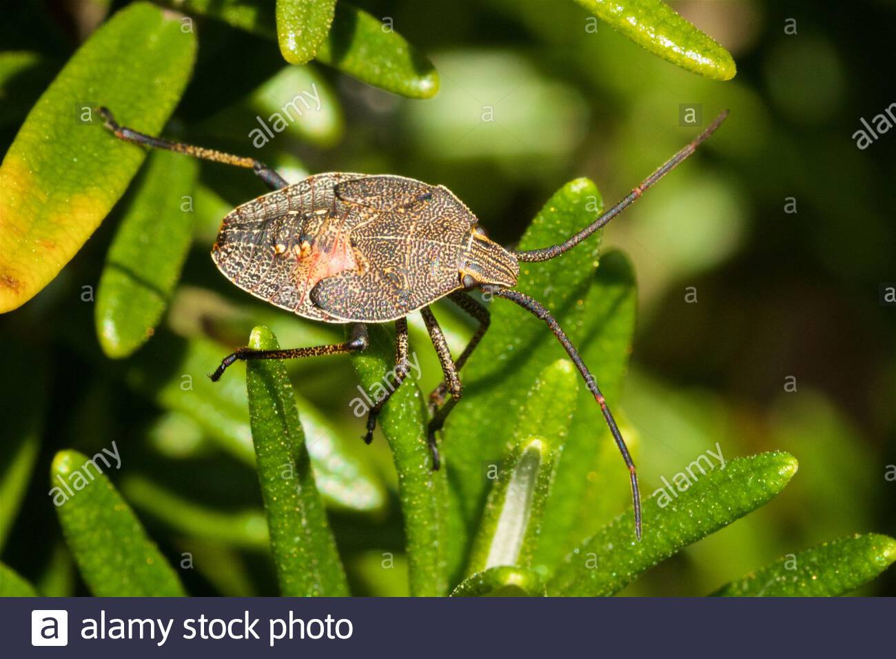 Insects Of Australia High Resolution Stock Photography and Images - Alamy