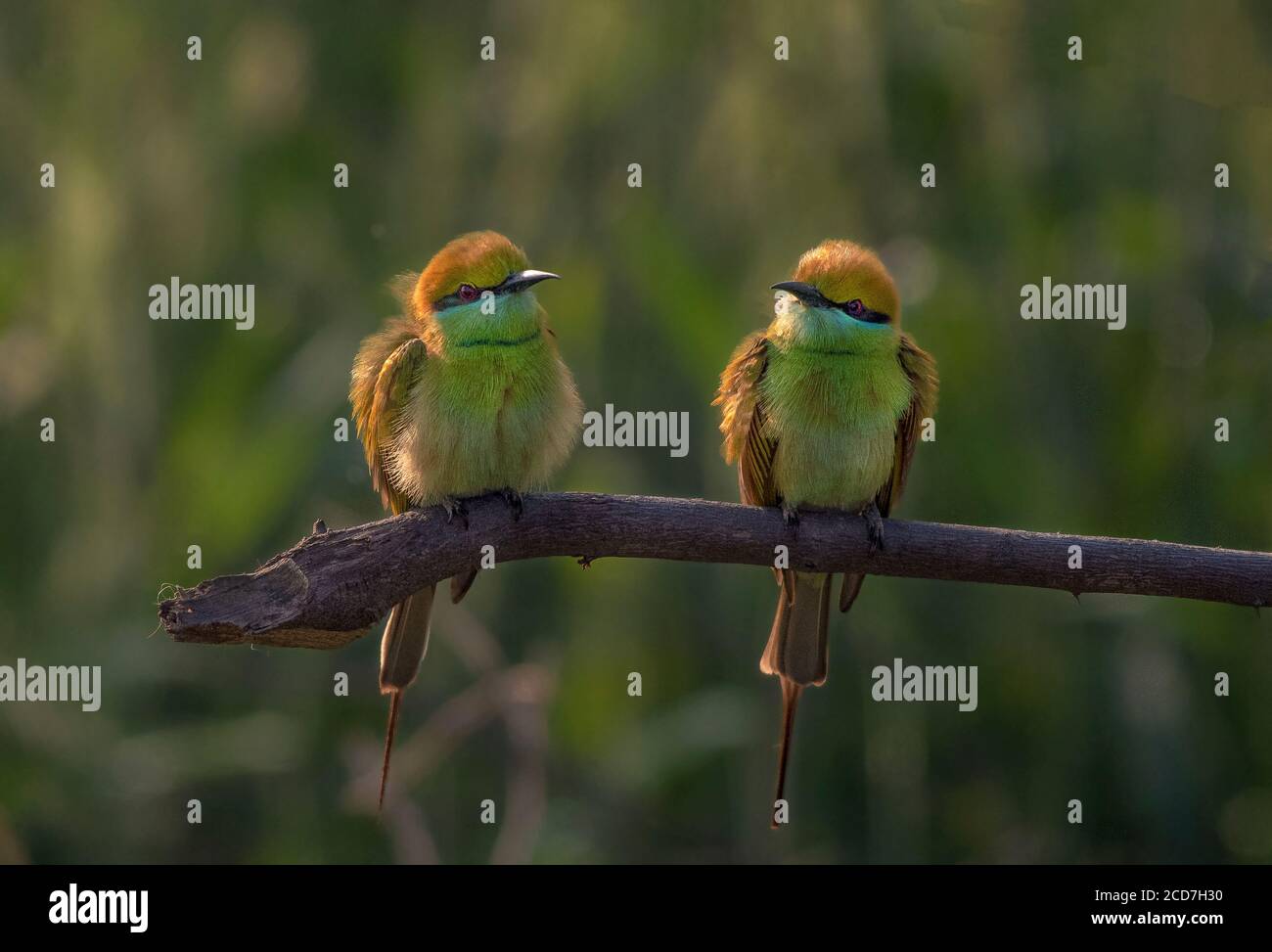 bee eaters in wildlife Stock Photo - Alamy