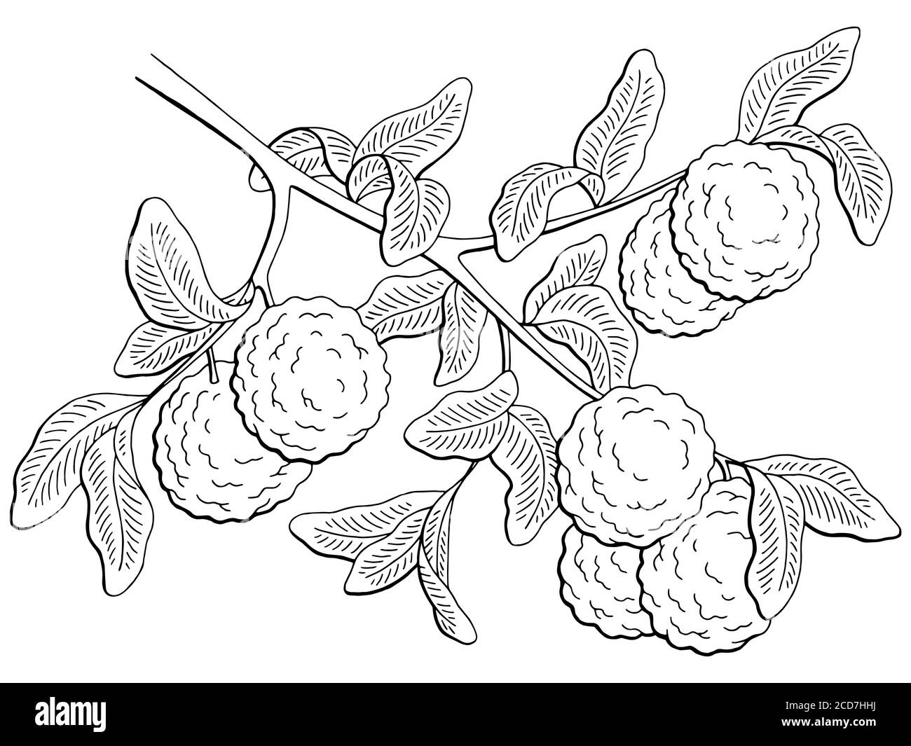 Bergamot fruit graphic branch black white isolated sketch illustration ...