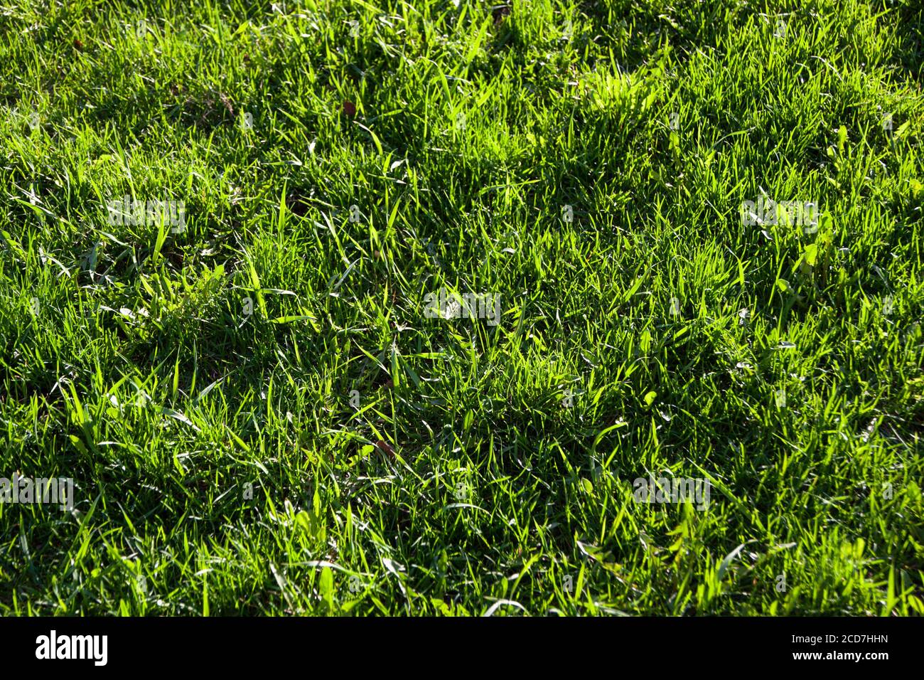 hot summer green grass photo Stock Photo - Alamy