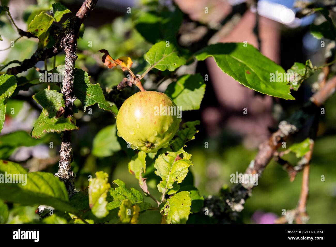 bunch of green apples on a branch ready to be harvested.Fresh and Ripe ...