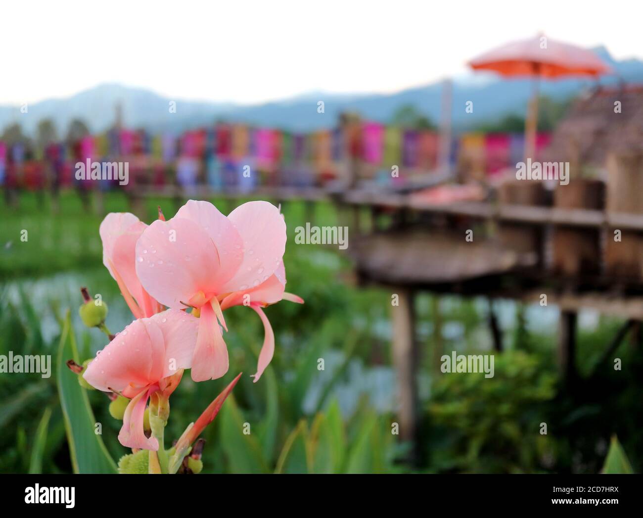 Closeup Coral Pink Canna Lily Flowers with Water Droplets on the Petal ...