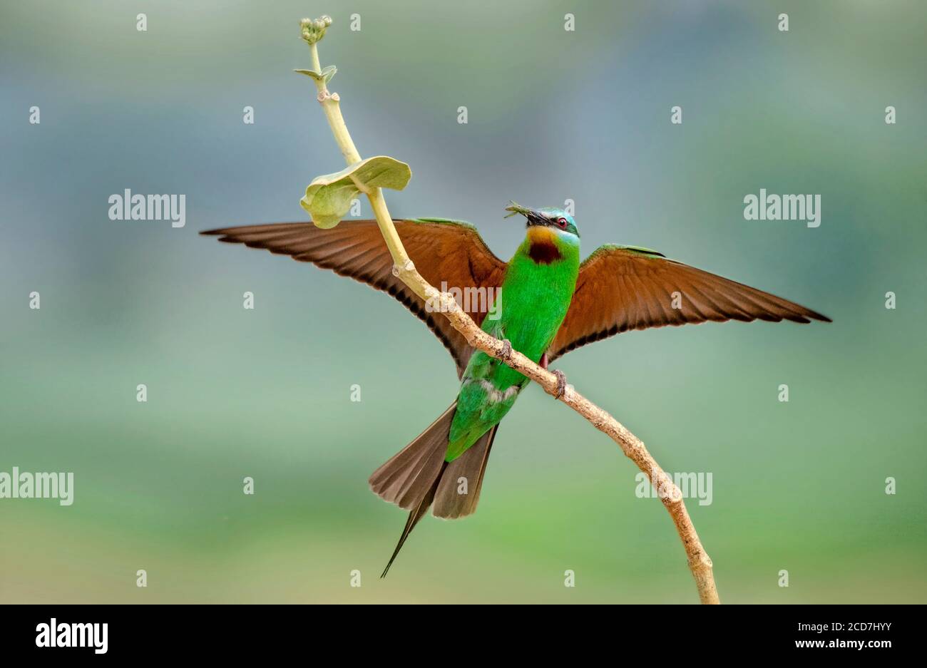 bee eaters in wildlife Stock Photo - Alamy