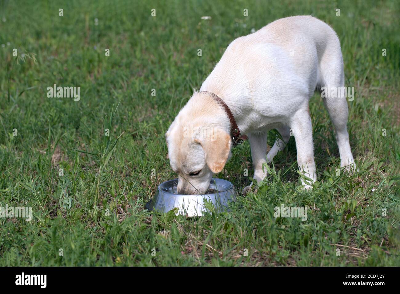 Puppy Labrador dog head profile portrait feeding from his bowl outdoor ...