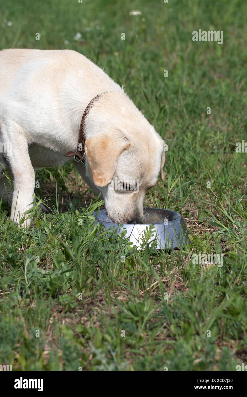 Cute dog eating dog food from bowl outside in courtyard Stock Photo - Alamy