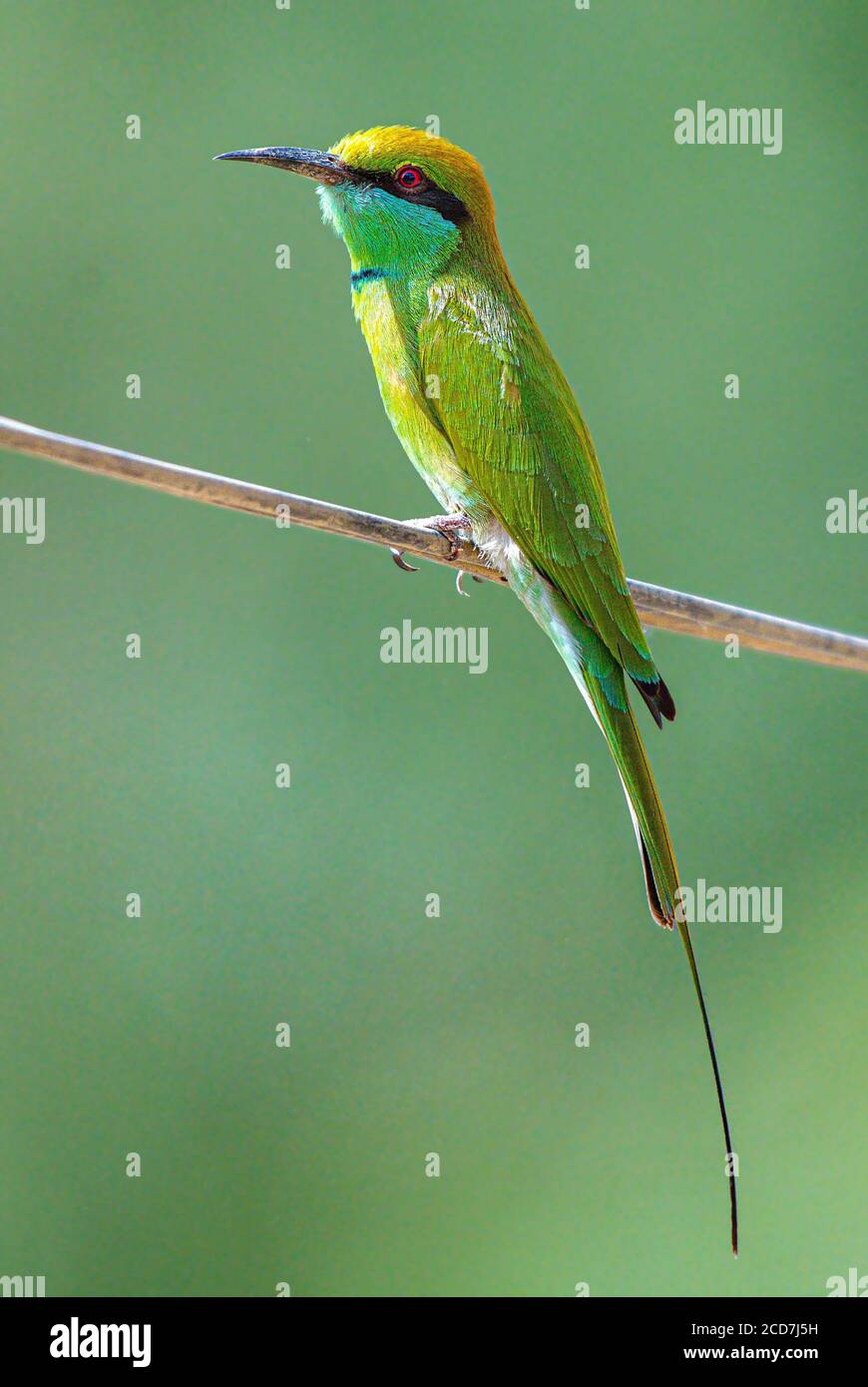 bee eaters in wildlife Stock Photo - Alamy