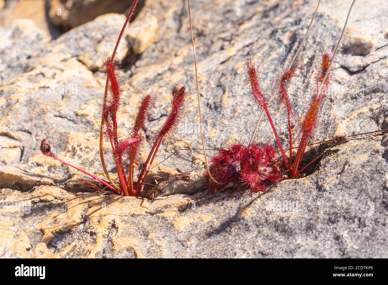 Drosera capensis and Drosera rubrifolia close to Ceres, Western Cape ...
