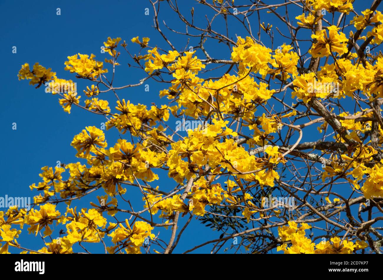 yellow flowers and inflorescences of the tabebuia ipê tree in the ...